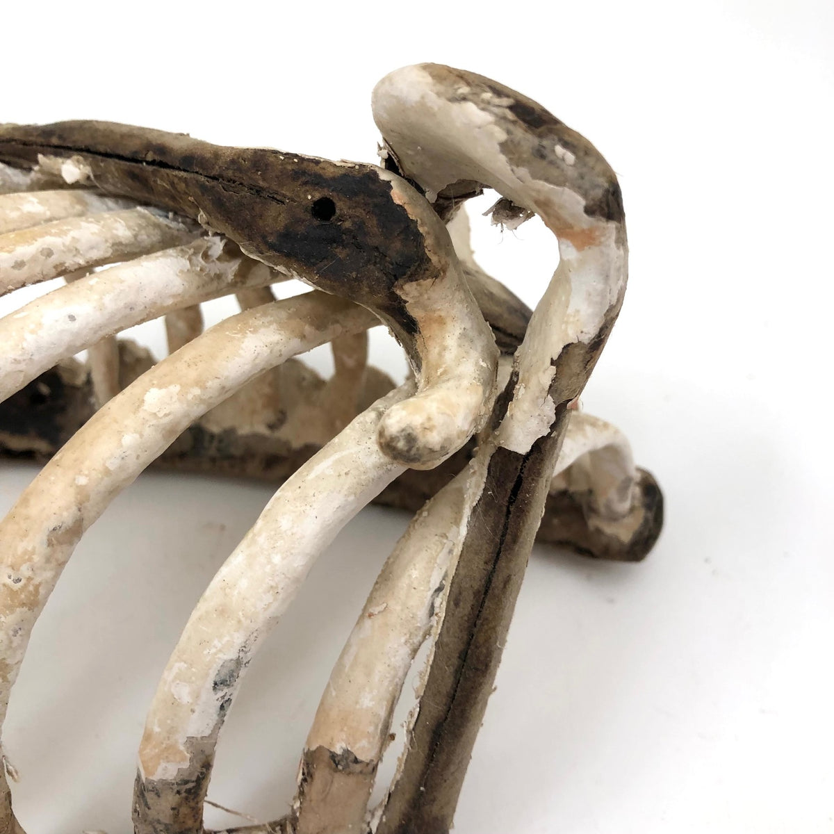 Antique Japanese Wood and Papier Mache Rib Cage Section from Anatomica ...