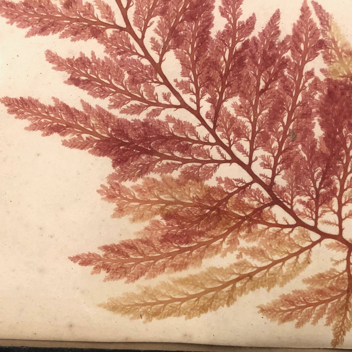 Lovely Victorian Sea Moss Pressing in Period Frame – critical EYE Finds