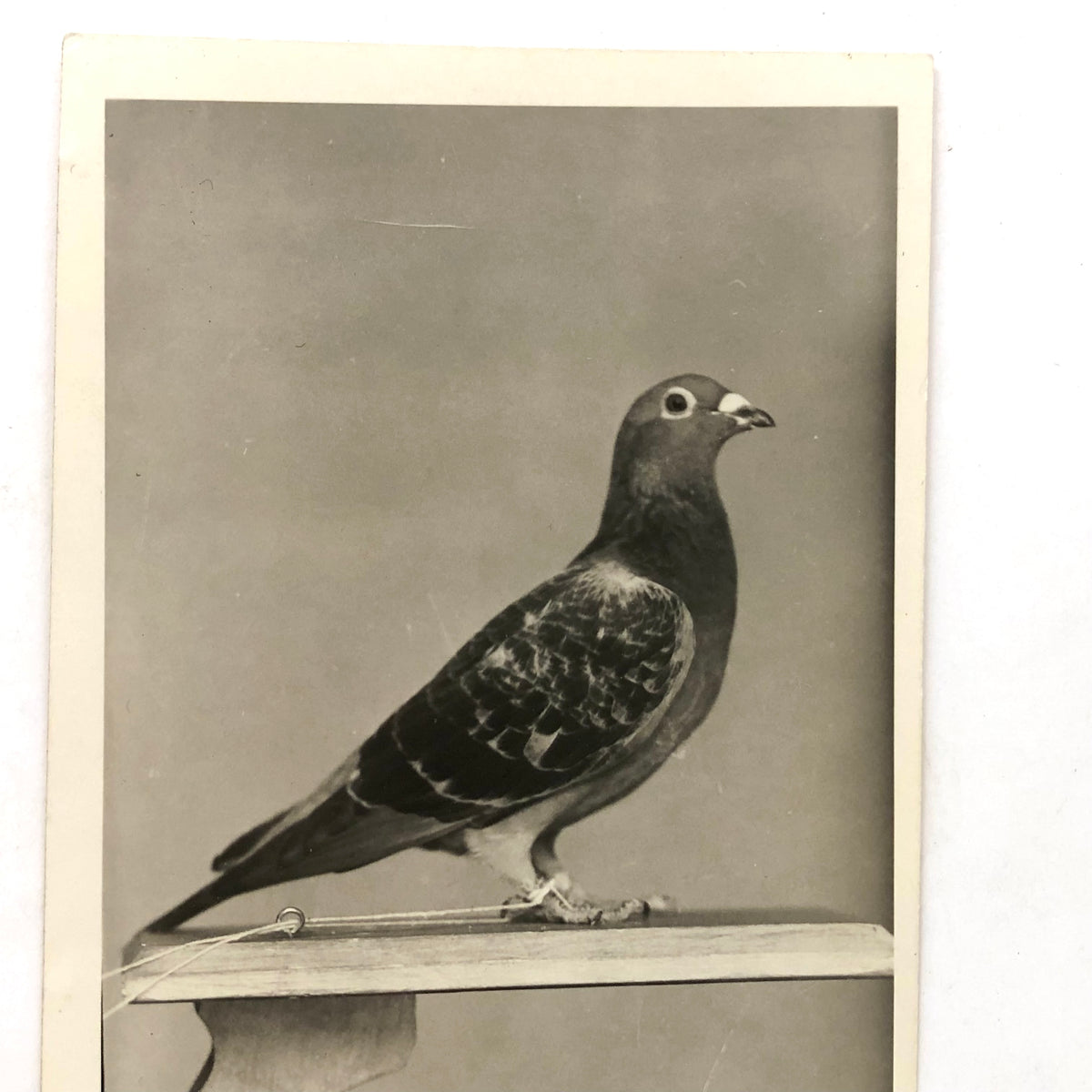 Tethered: Old Snapshot of Proud Homing Pigeon in Perfect Profile ...