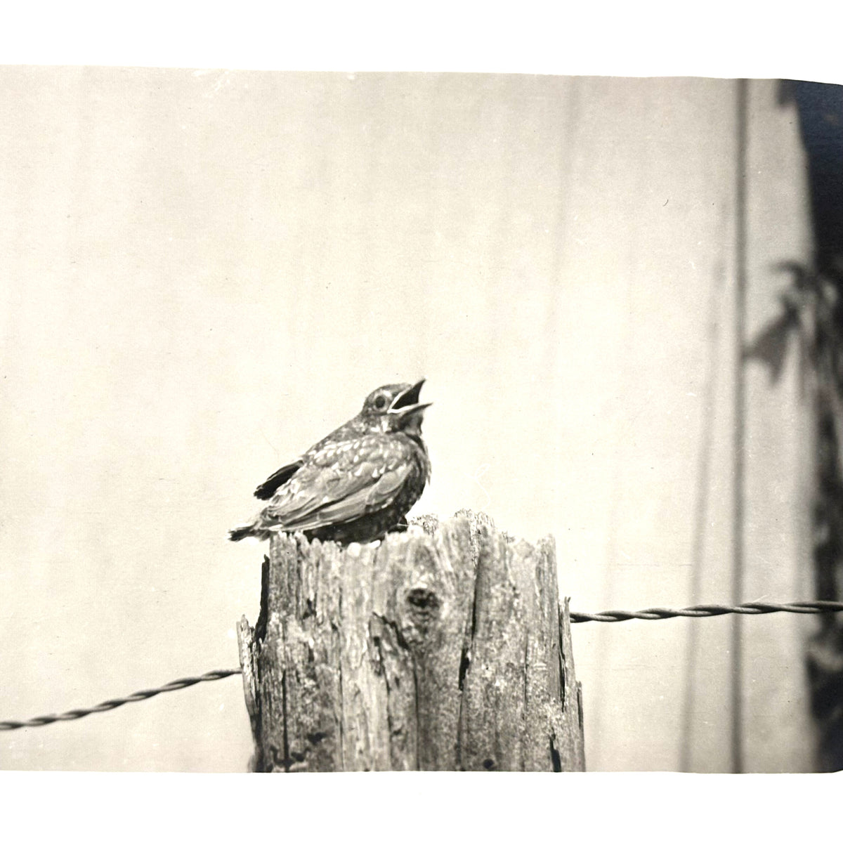 Baby Bird Chirping into the Void, Poignant Old Real Photo Postcard ...