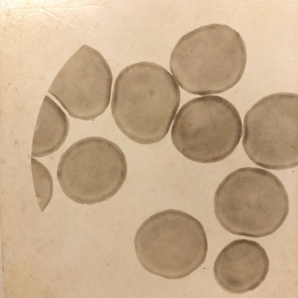 c. 1870 Microphotograph of Blood Cells Under Microscope, Dr. S. W. Fle ...