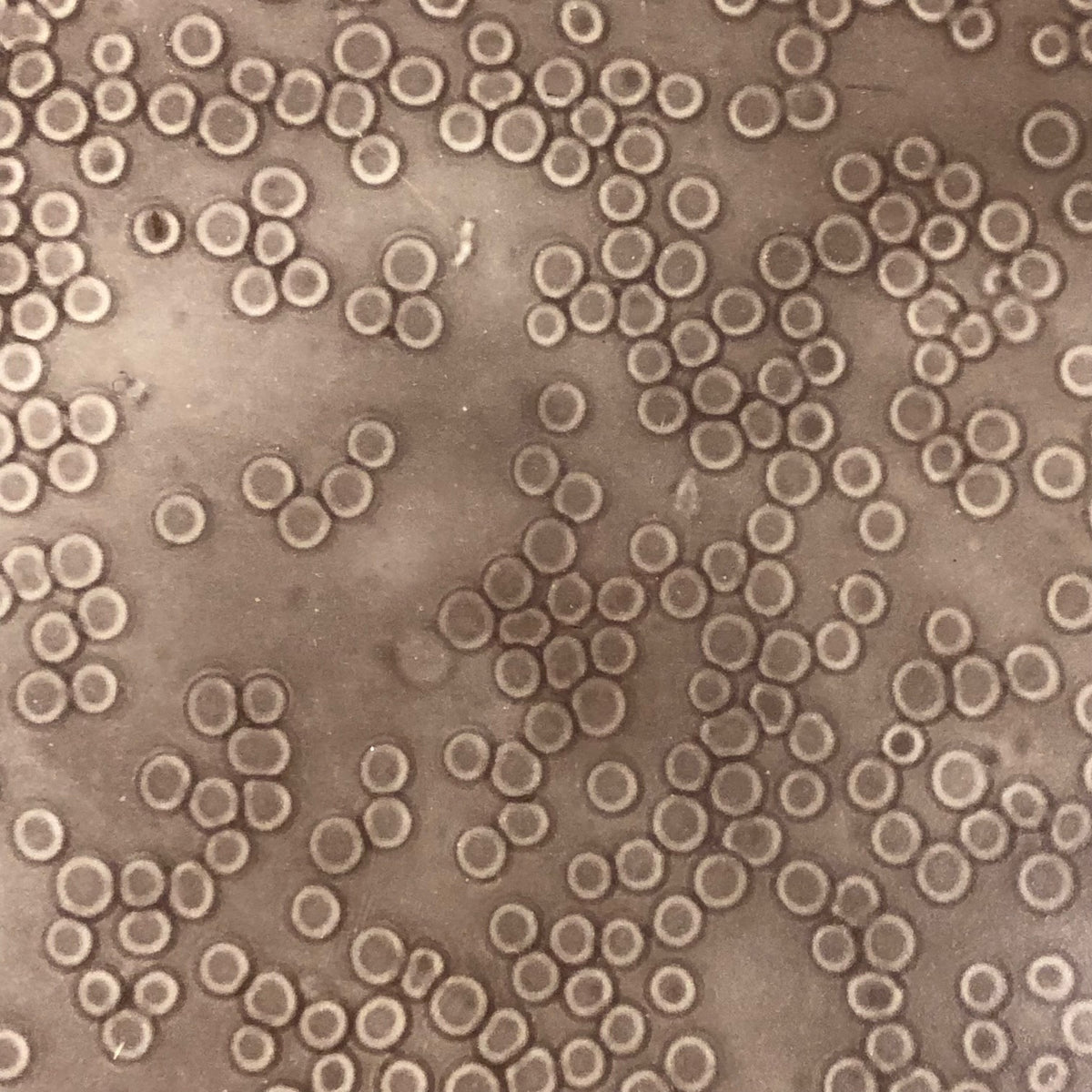 c. 1870 Microphotograph of Blood Cells Under Microscope, Dr. S. W. Fle ...