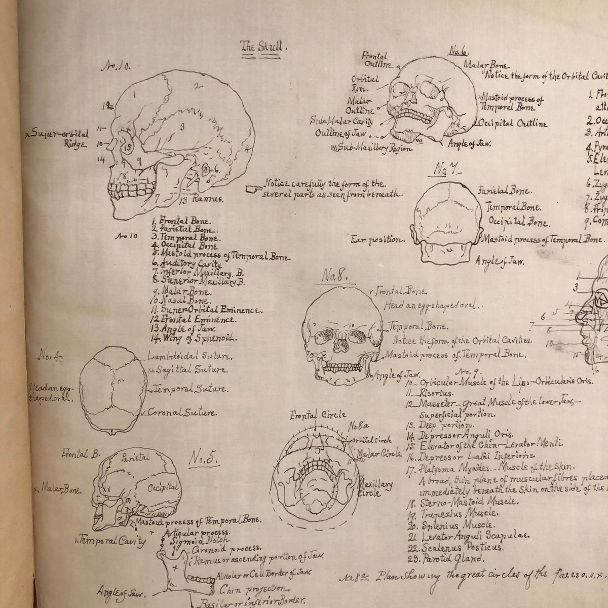 19th C. Art School Anatomy Lessons, 90+ Packed Pages Ink Drawings and ...
