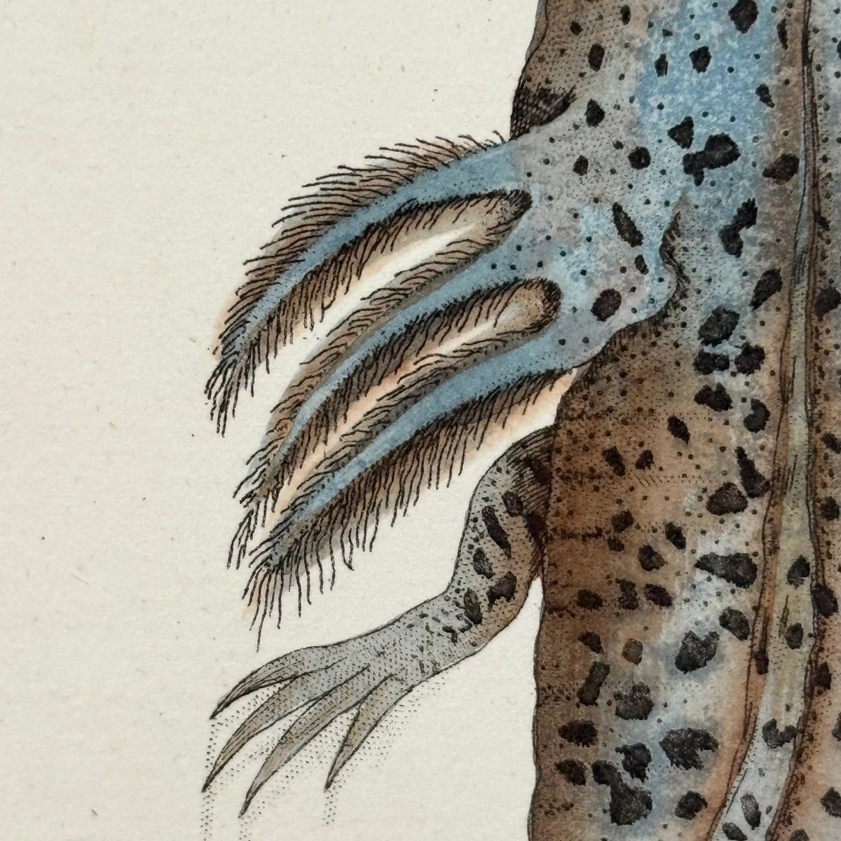 Shaw + Nodder 1792 Ambystoma Mexicanum (Mole Salamander) Hand-Colored ...