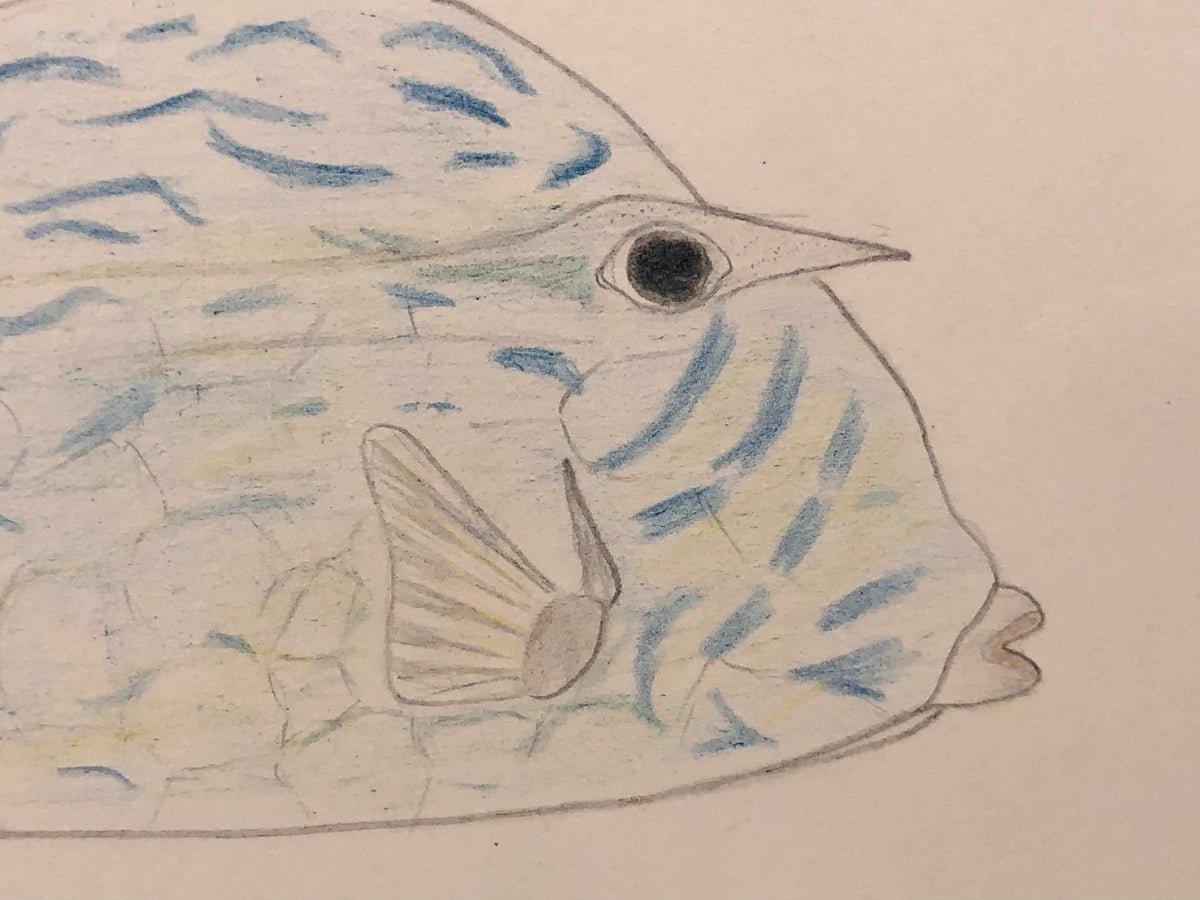 Sweet 1930 Tropical Fish Pencil and Crayon Drawing – critical EYE Finds