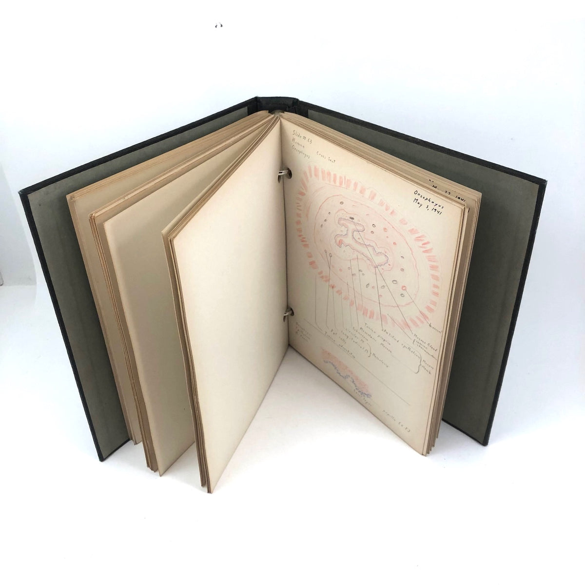 Roy L McIntosh's 1941 Harvard Histology Lab Notebook with Tons of Wond ...