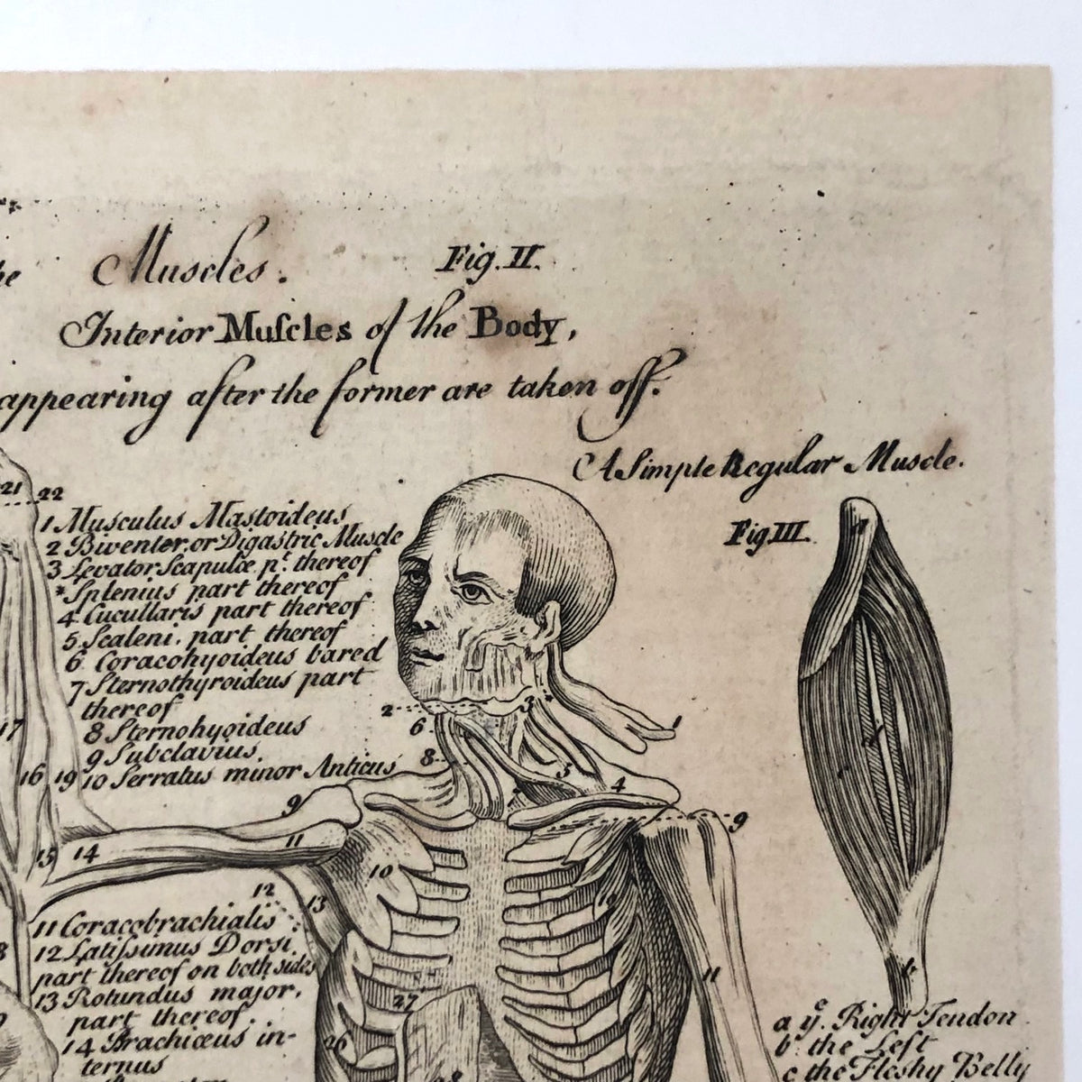 Early Myology or The Muscles Human Anatomy Bookplate Engraving on Laid ...