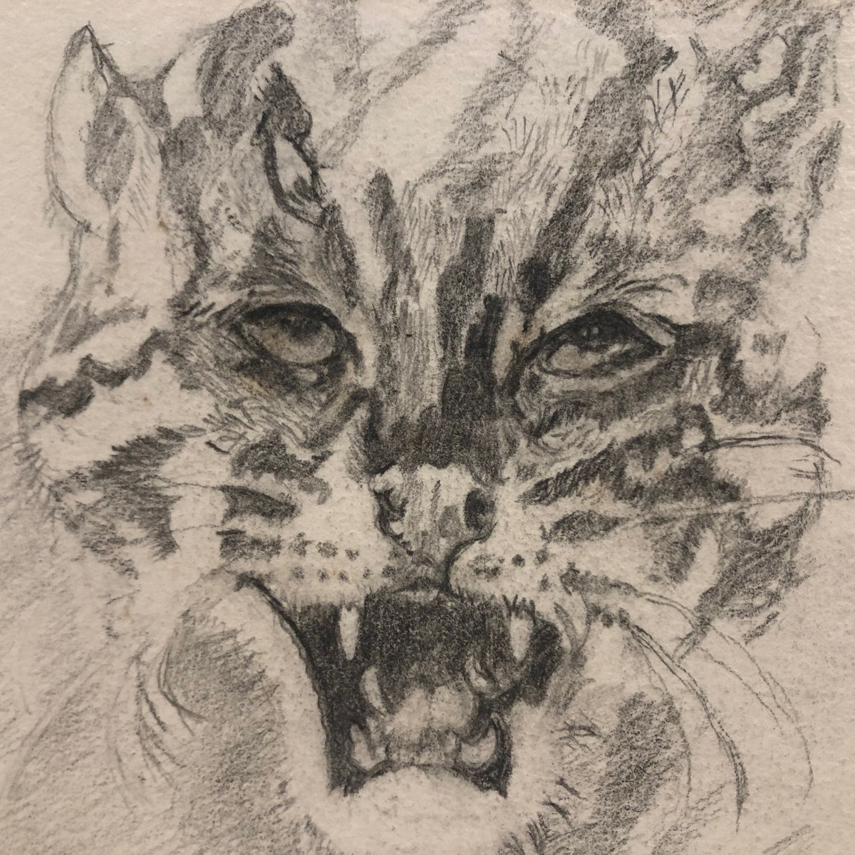 Ferocious Feline Graphite Drawing – critical EYE Finds