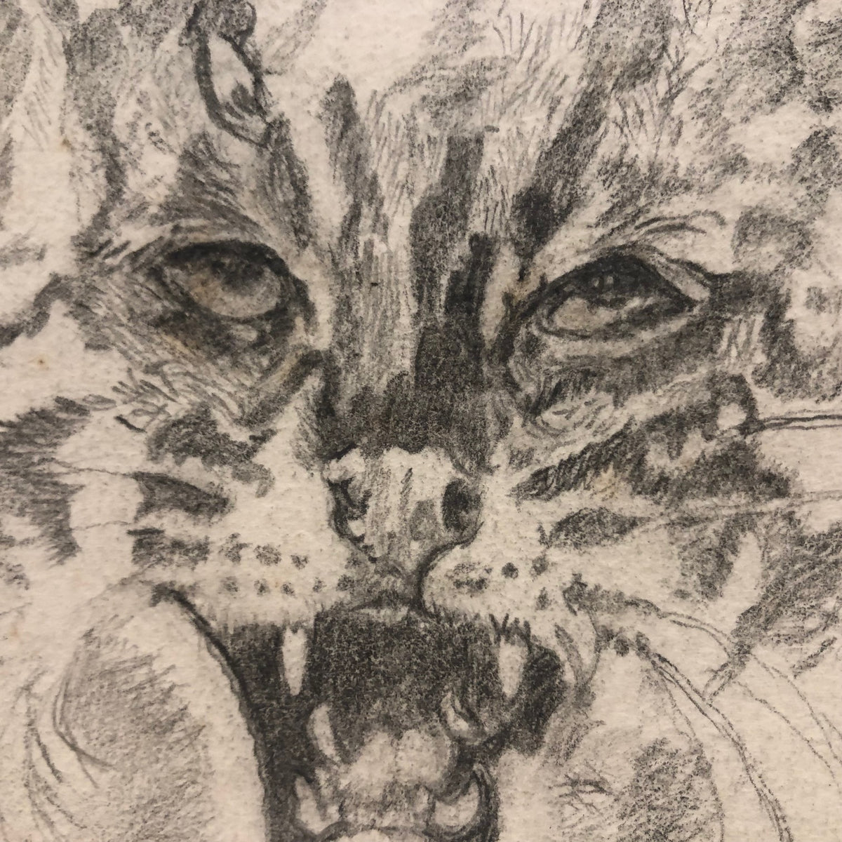 Ferocious Feline Graphite Drawing – critical EYE Finds